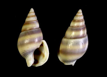 蛾螺总科 Buccinacea 蓝色动物学（中国动物学科普）